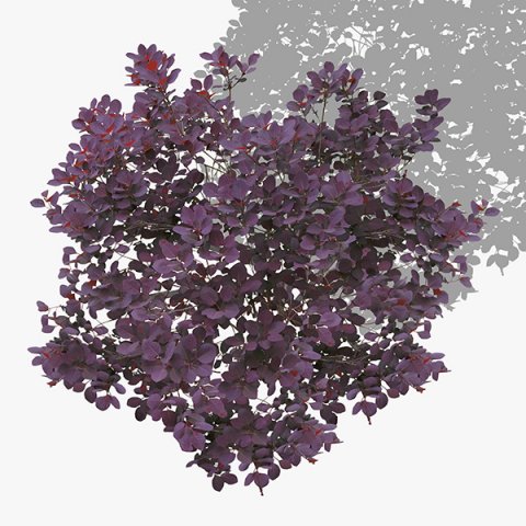 top view trees-part 2 CG Textures in Landscapes 3DExport