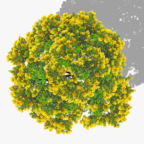 top view trees-part 2 CG Textures in Landscapes 3DExport