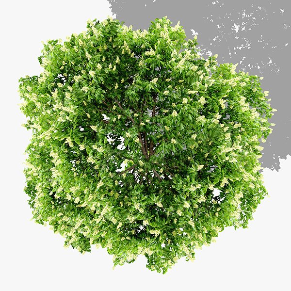 top view trees-part 3 CG Textures in Landscapes 3DExport