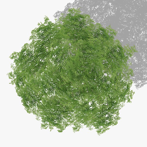 top view trees-part 3 CG Textures in Landscapes 3DExport