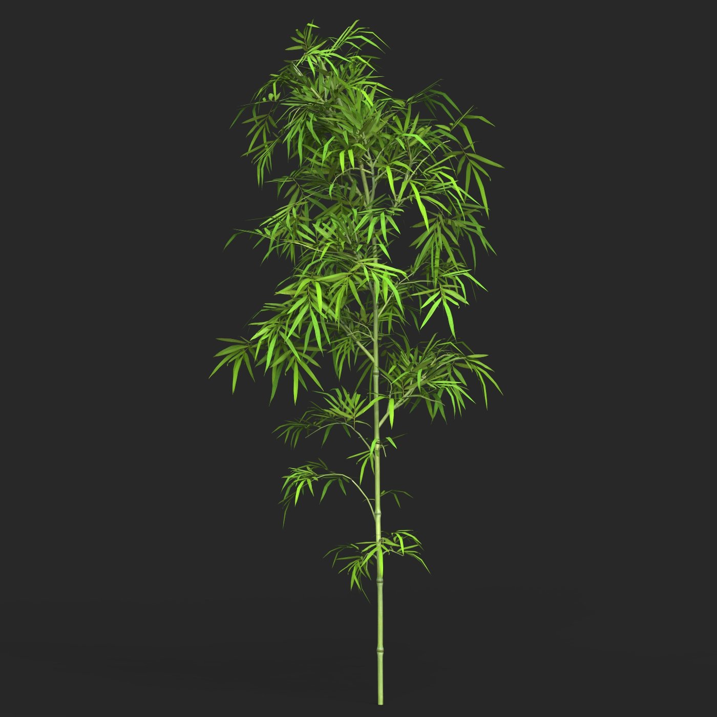 Realistic Game Ready Bamboo Tree 01 3D Models in Tree 3DExport
