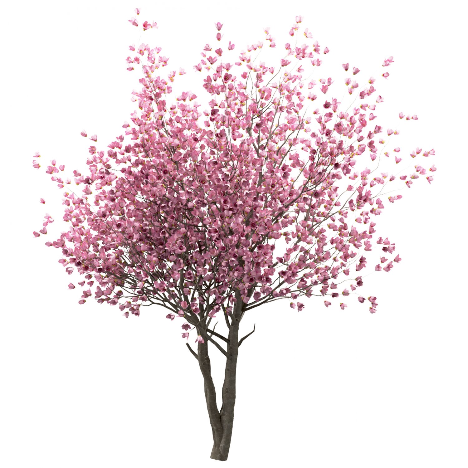 Set of Chinese Magnolia Trees Saucer Magnolia 3 Trees 3D Models in Tree ...