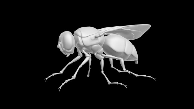 Fly insect 3D Model in Insects 3DExport