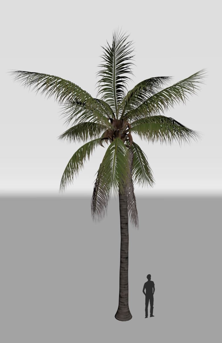 coconut tree 01 - visualworks store - vray and corona 3D Models in Tree ...
