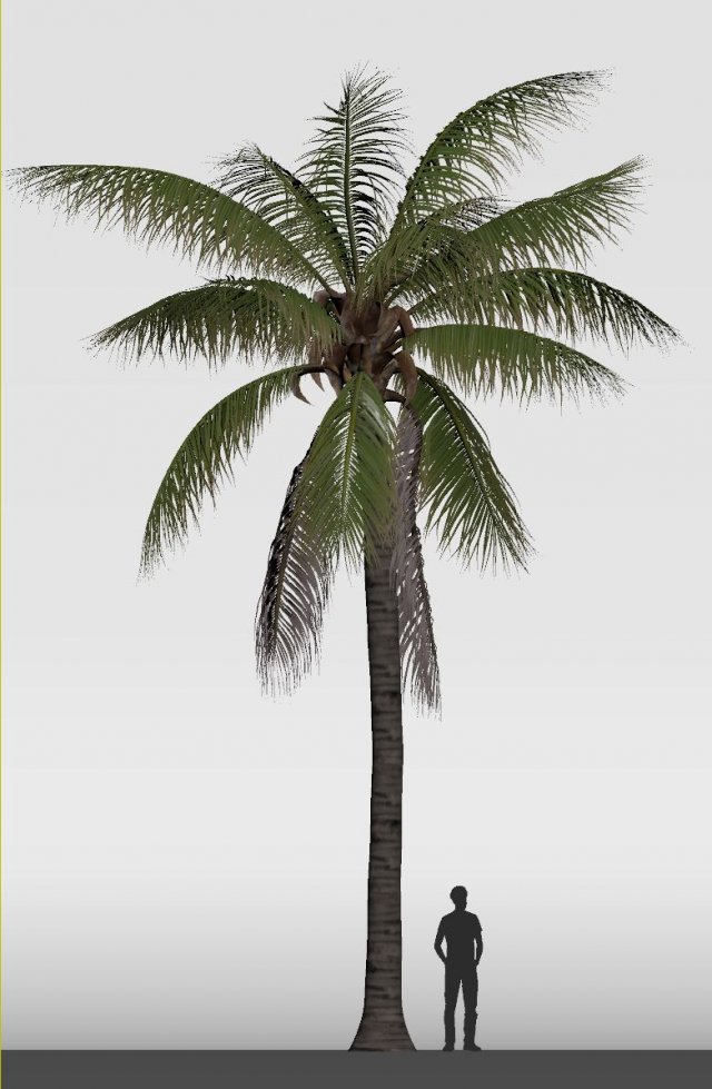 coconut tree 01 - visualworks store - vray and corona 3D Model in Tree ...