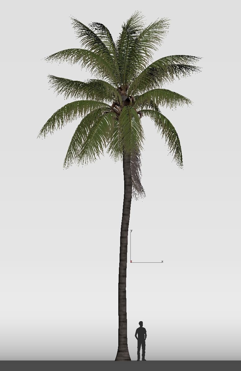 coconut tree 03 - visualworks store - vray and corona 3D Model in Tree ...