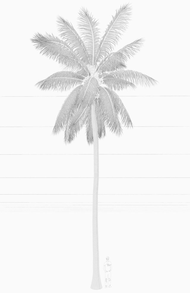 coconut tree 04 - visualworks store - vray and corona 3D Model in Tree ...