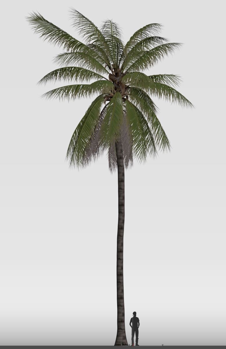 coconut tree 04 - visualworks store - vray and corona 3D Model in Tree ...