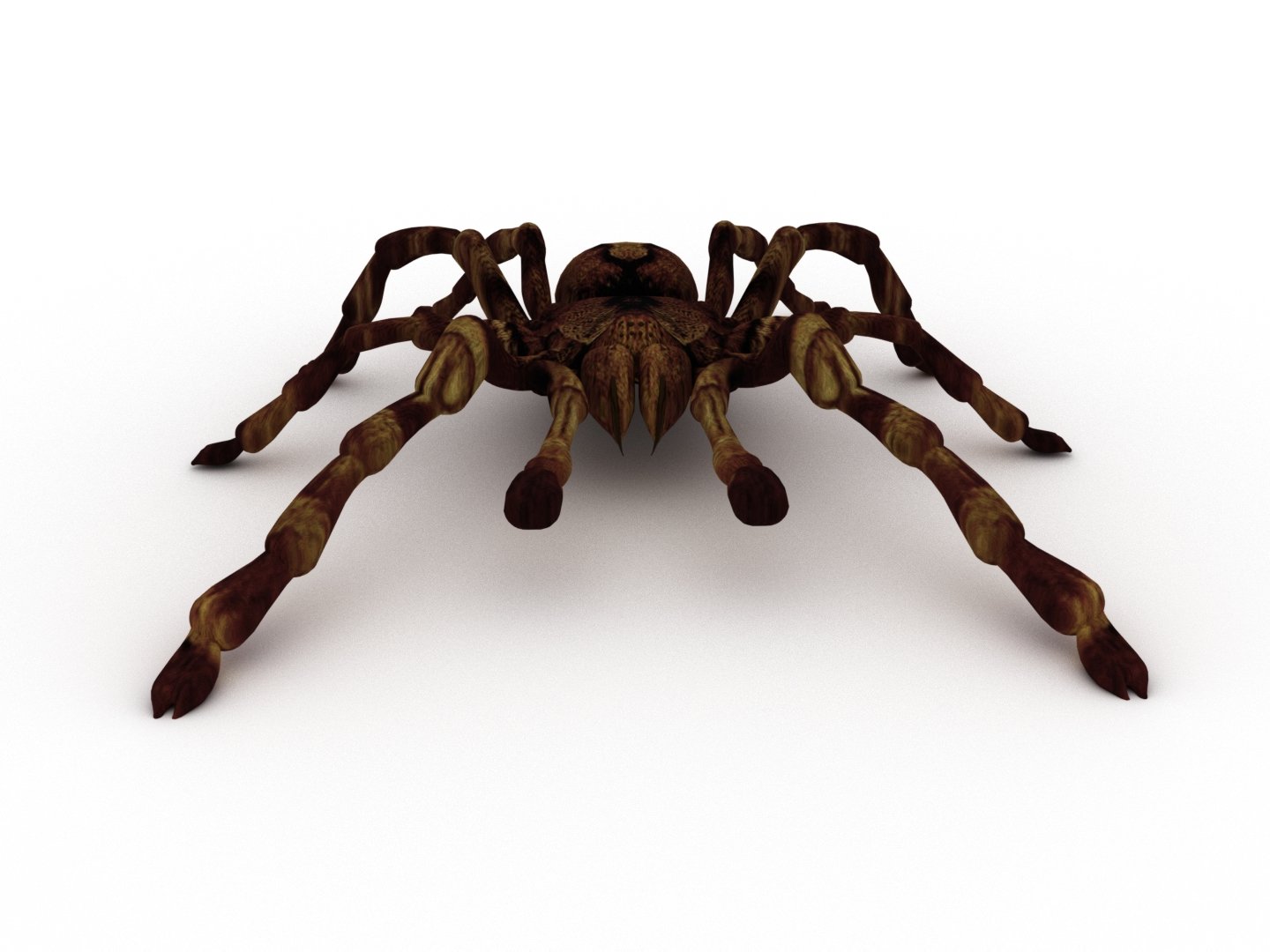 Spider tarantula 3D Model in Insects 3DExport