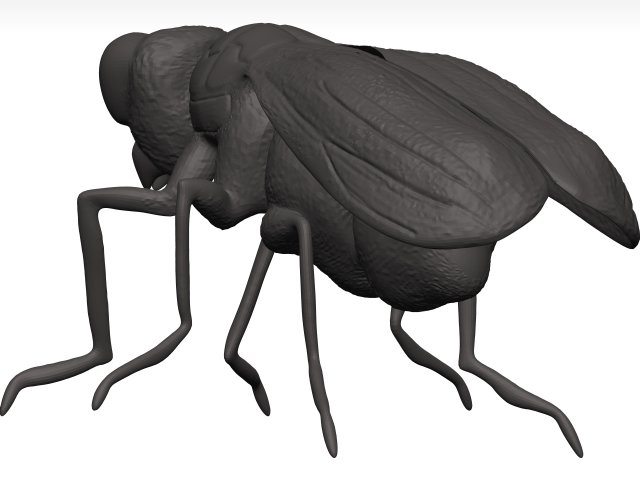Fly 3D Model in Insects 3DExport