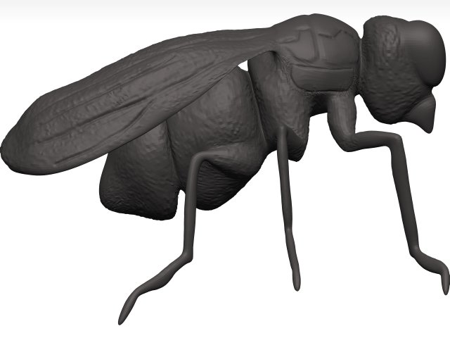Fly 3D Model in Insects 3DExport