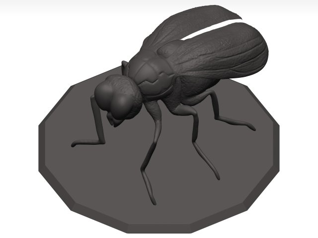 Fly 3D Model in Insects 3DExport