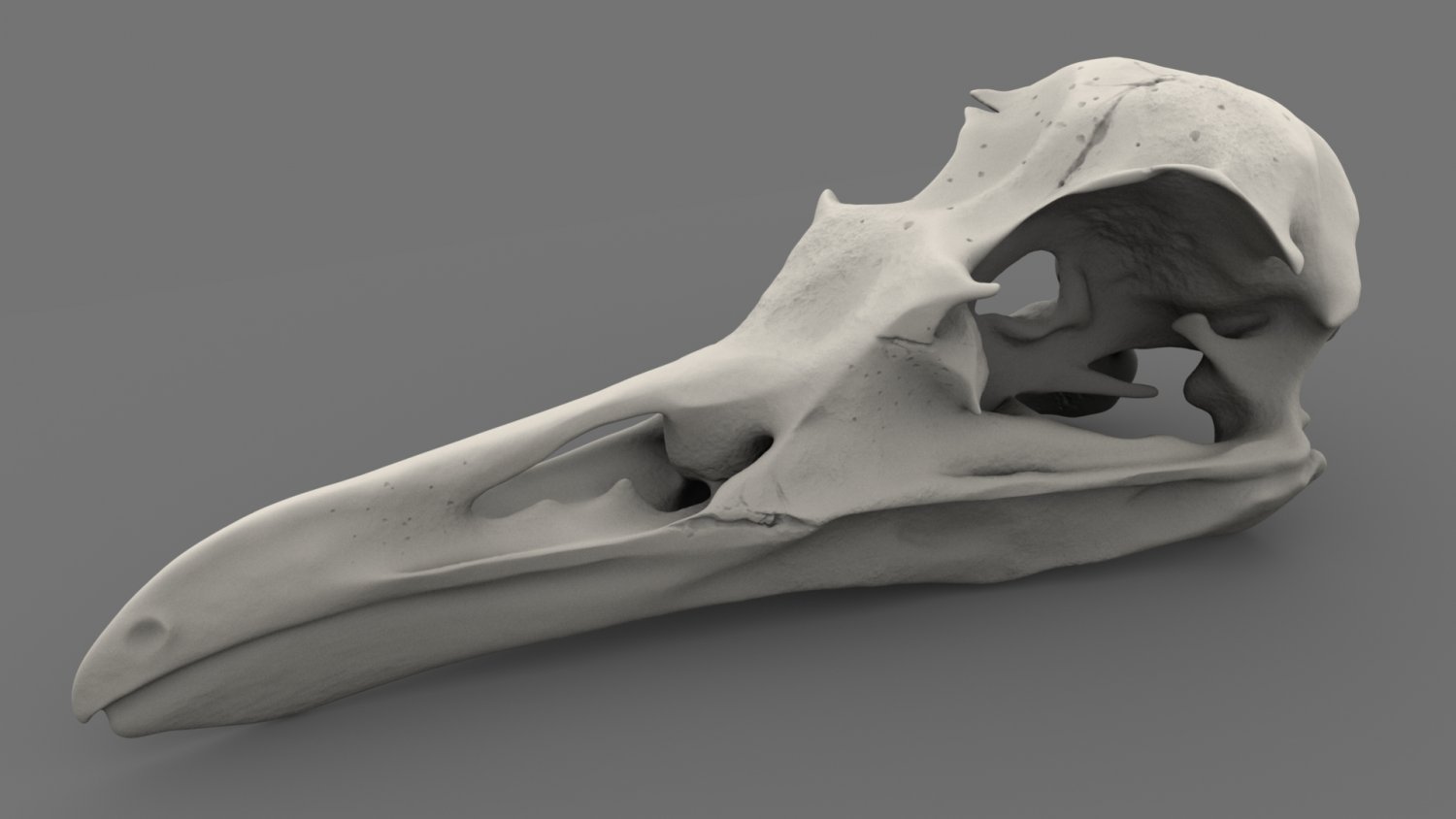 Bird Skull