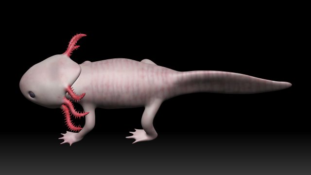 axolotl 3D Model in Amphibians 3DExport