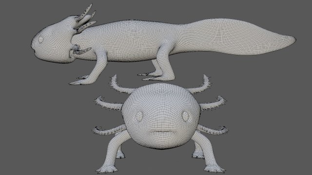 axolotl 3D Model in Amphibians 3DExport