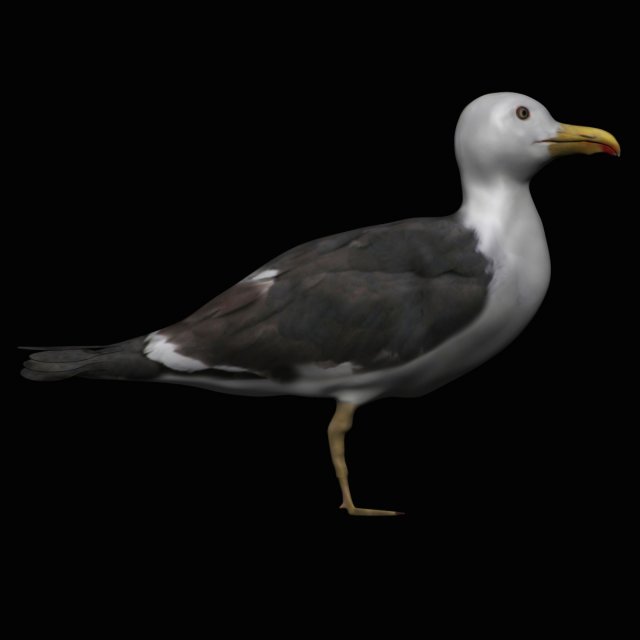 seagull 3D Model in Bird 3DExport