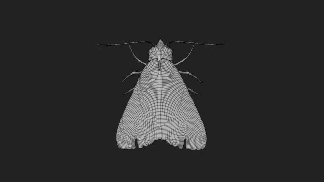 rigged moth lunar moth 3D Model in Insects 3DExport