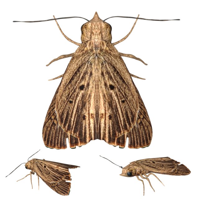 rigged moth lunar moth 3D Model in Insects 3DExport