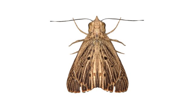 rigged moth lunar moth 3D Model in Insects 3DExport