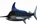Rigged Swordfish merlin sword fish 3D Model in Other 3DExport