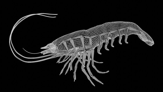 shrimp prawn rigged 3D Model in Fish 3DExport