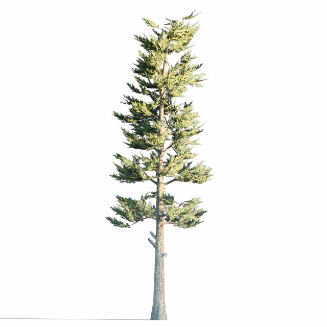 Conifer Forest 3d exterior scene 3D Model in Tree 3DExport
