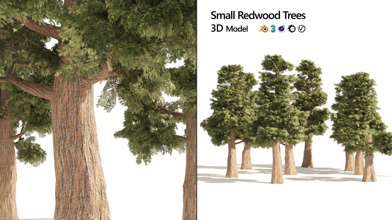 Small Redwoods trees 3D Models in Tree 3DExport