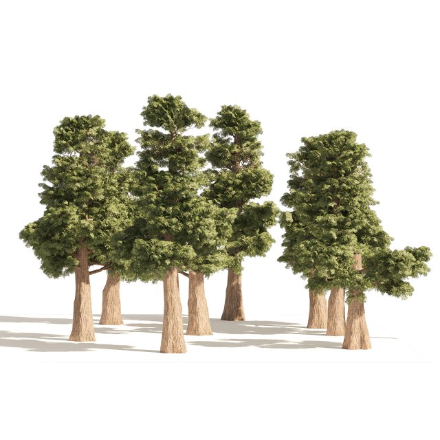 Small Redwoods trees 3D Model in Tree 3DExport