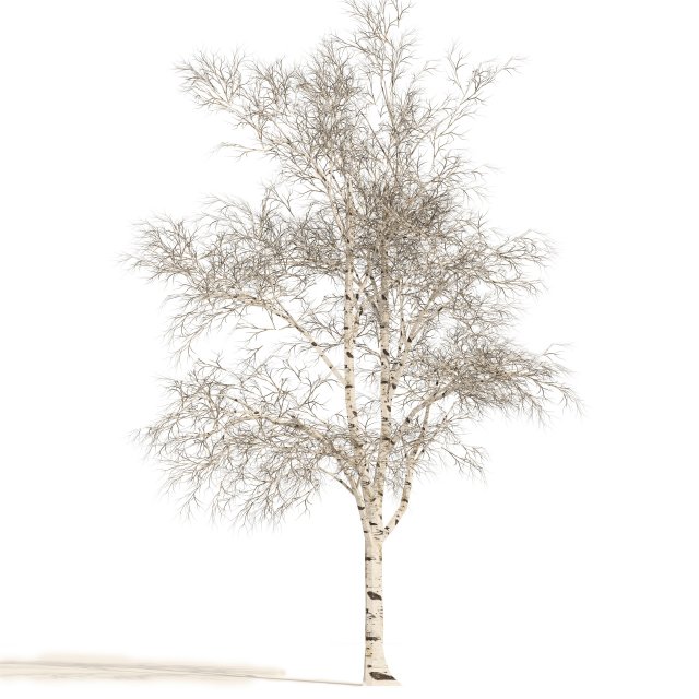 Winter paper birch tree forest 3D 모델 in 나무 3DExport