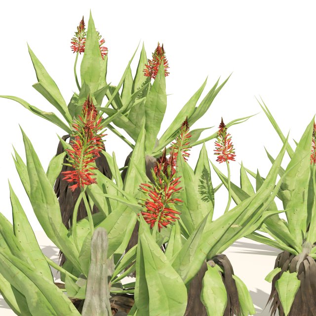 Aloe Vera Cluster 3D Model in Bush 3DExport
