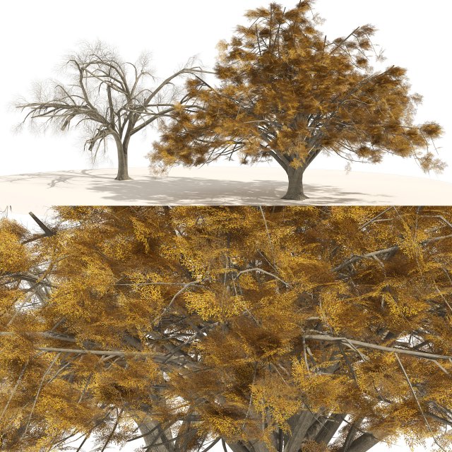 Fall and winter Water Elm Trees 3D Model in Tree 3DExport