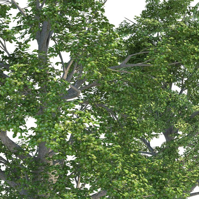 Low and high poly tree broadleaf trees 3D Model in Tree 3DExport