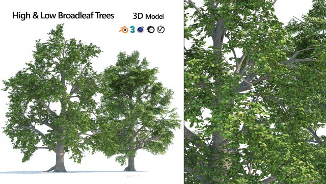 Low and high poly tree broadleaf trees 3D Model in Tree 3DExport