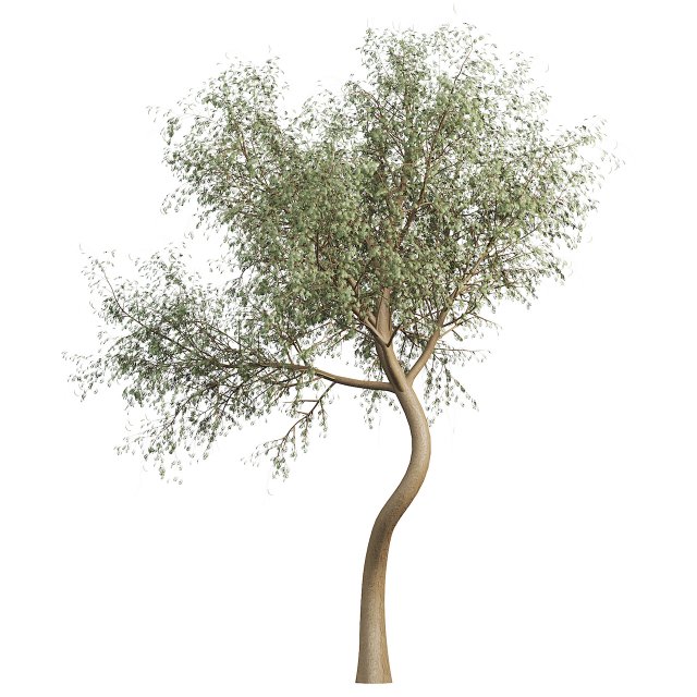 Ghaf trees of Emirates 3D Модель in Деревья 3DExport
