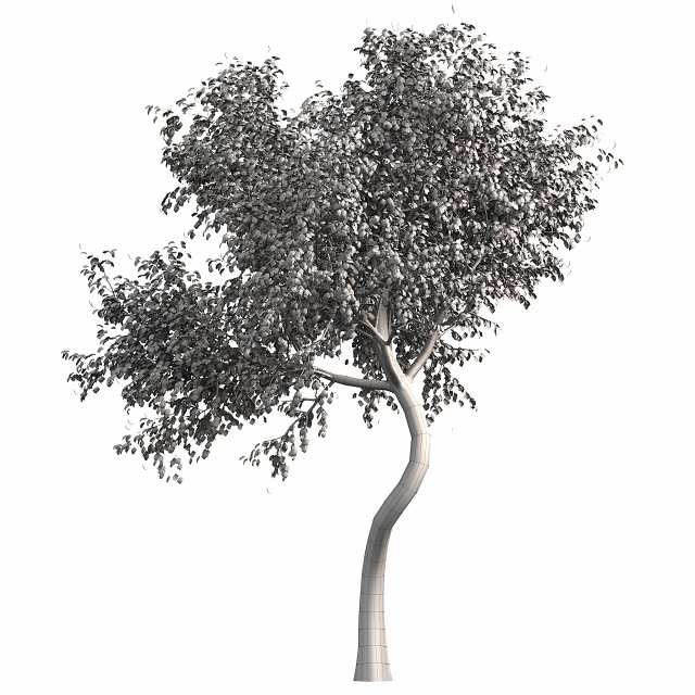 Ghaf trees of Emirates Modelo 3D in Árbol 3DExport
