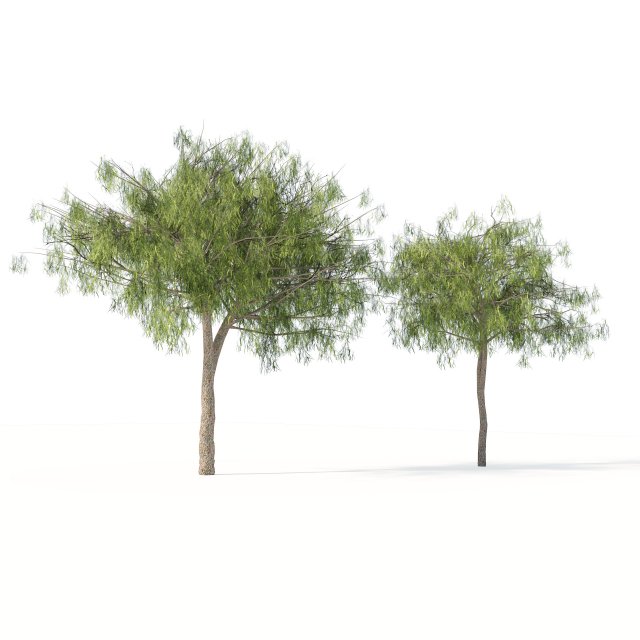Low poly desert Ghaf trees of Emirates 3D Model in Tree 3DExport