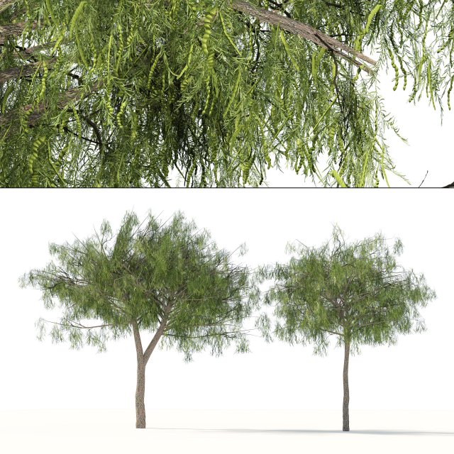 Low poly desert Ghaf trees of Emirates 3D Model in Tree 3DExport