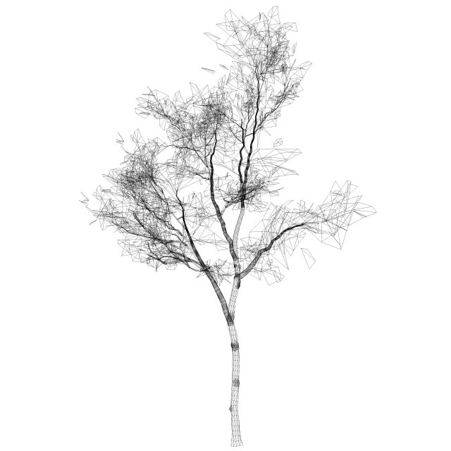 Silver Birch Tree - Game Ready tree 3D Model in Tree 3DExport
