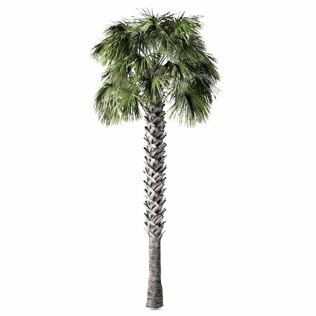 Sabal Palmetto 3D Assets 3D Model in Tree 3DExport