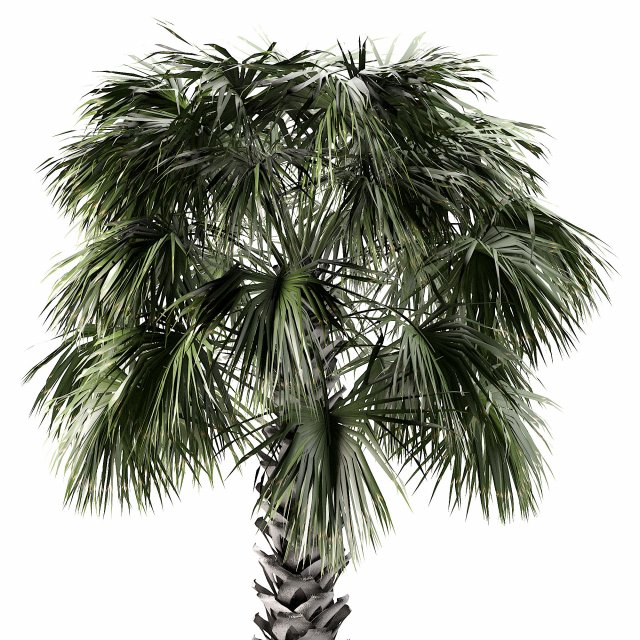 Sabal Palmetto 3D Assets 3D Model in Tree 3DExport