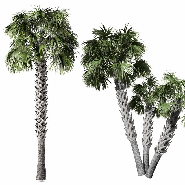 Sabal Palmetto 3D Assets 3D Model in Tree 3DExport