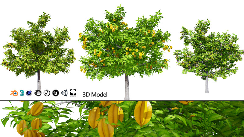 Realistic Starfruit Tree Model 3D 모델 in 나무 3DExport