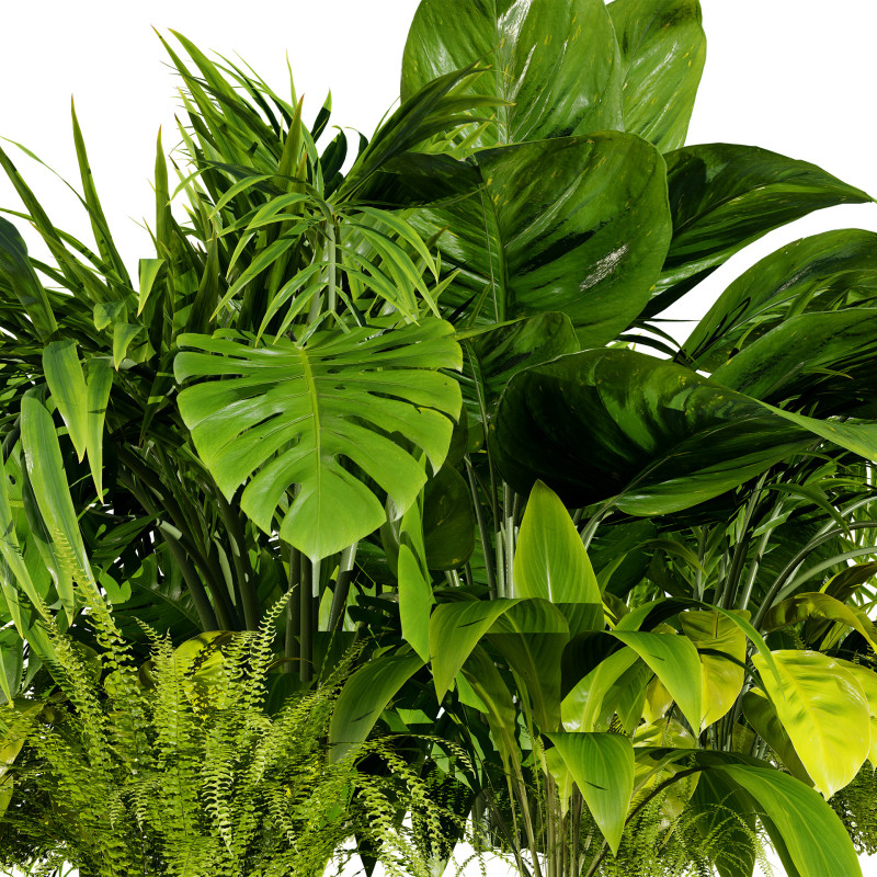 Tropical Plants Collection 3D Model in Small Plants 3DExport