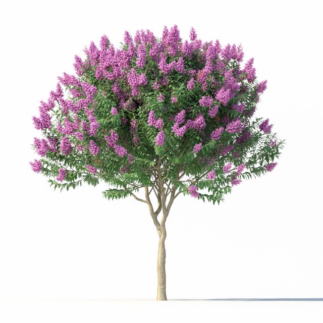 crape myrtle no 1 with flowers 3D Model in Tree 3DExport