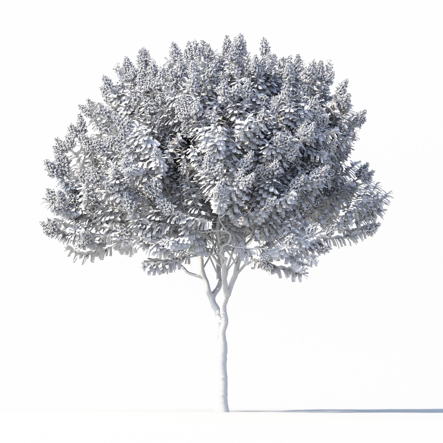 crape myrtle no 1 with flowers 3D Model in Tree 3DExport