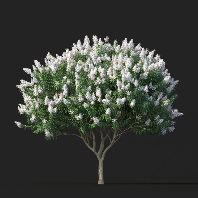 crape myrtle no 2 with white flowers 3D Model in Tree 3DExport