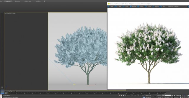 crape myrtle no 2 with white flowers 3D Model in Tree 3DExport