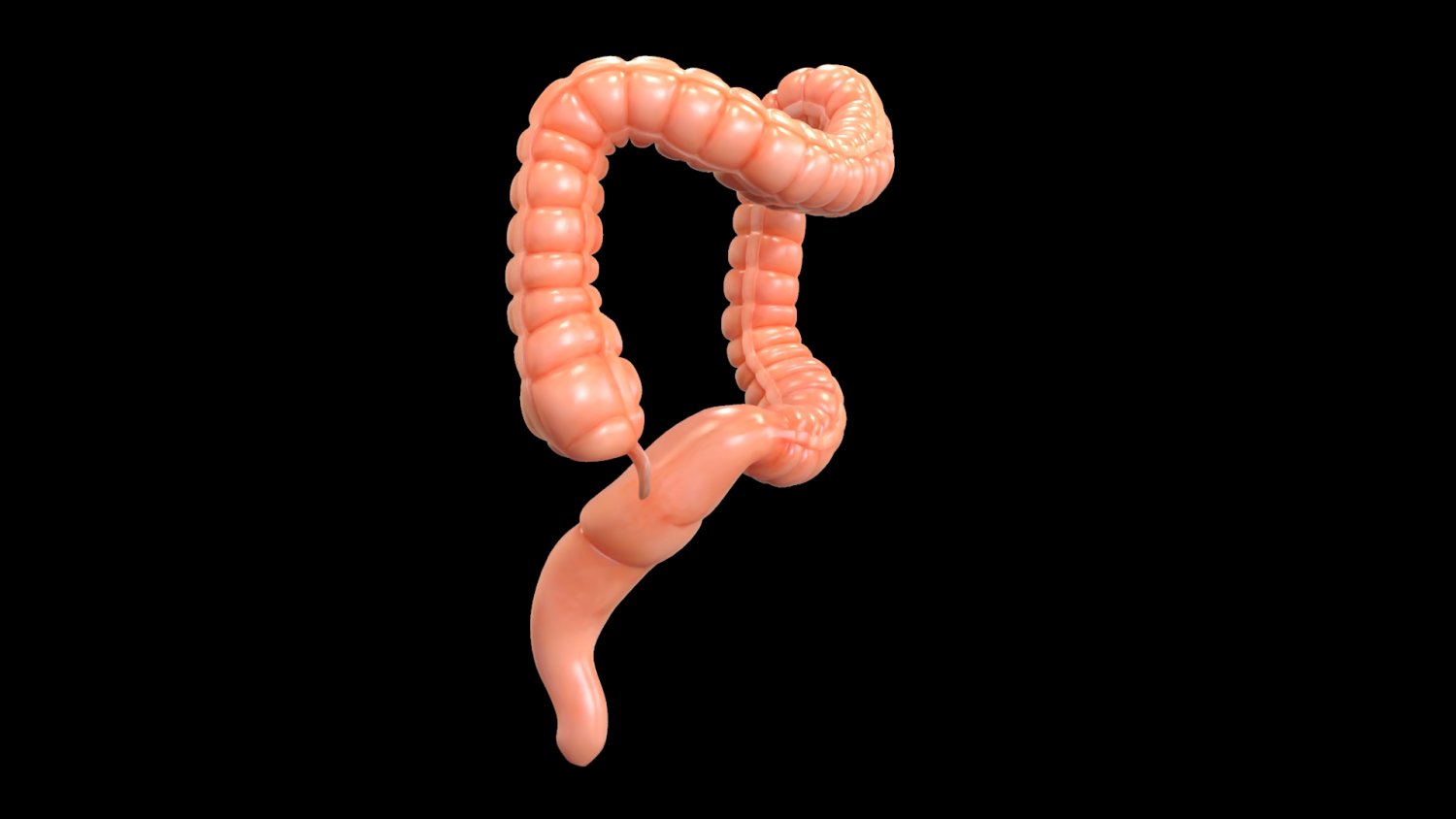 Human Large Intestine