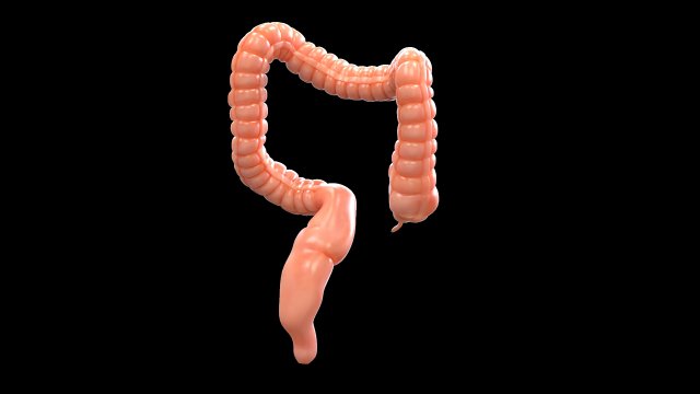 human large intestine 3D Model in Medicines 3DExport
