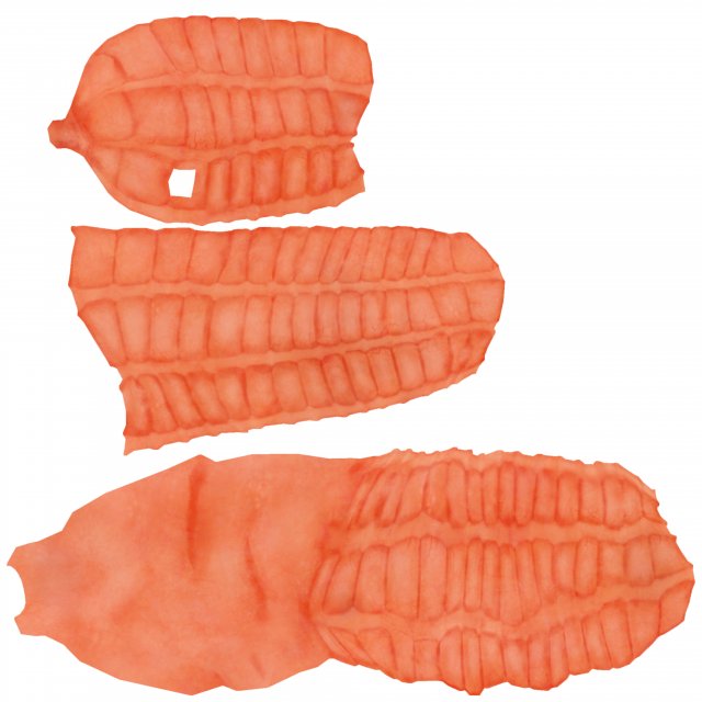 human large intestine 3D Model in Medicines 3DExport